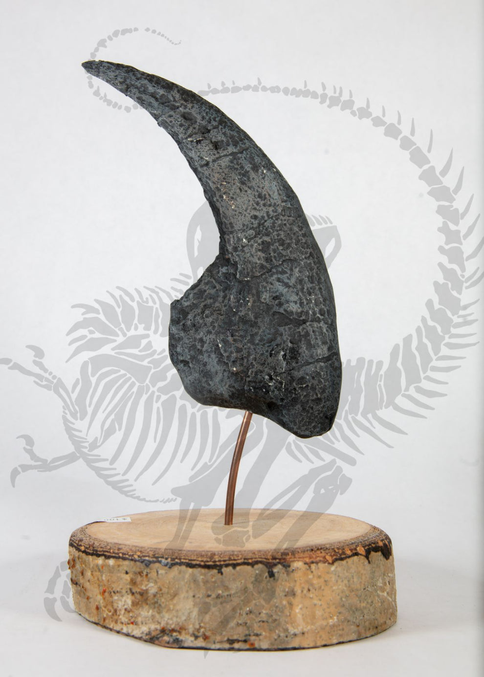 Allosaurus Hand Claw