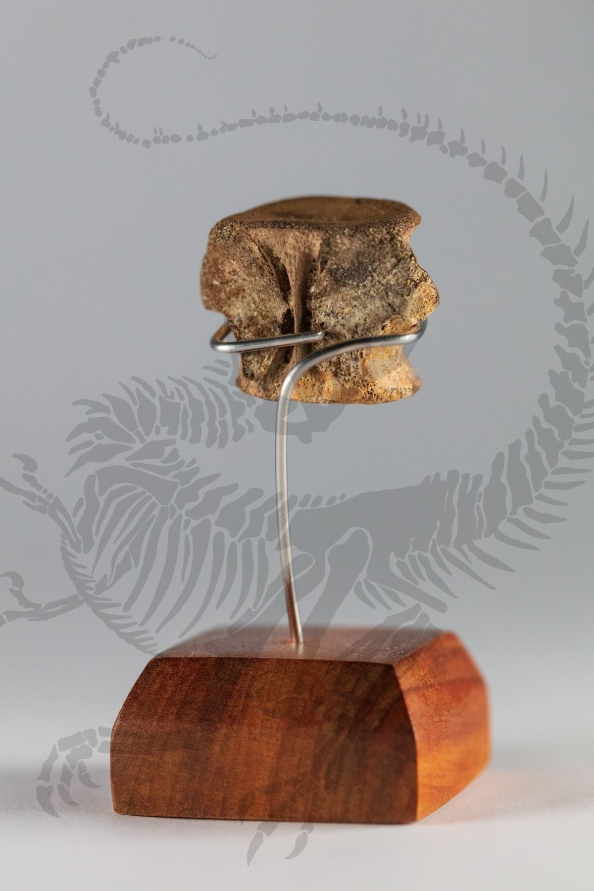 Champsosaurus Vertebra