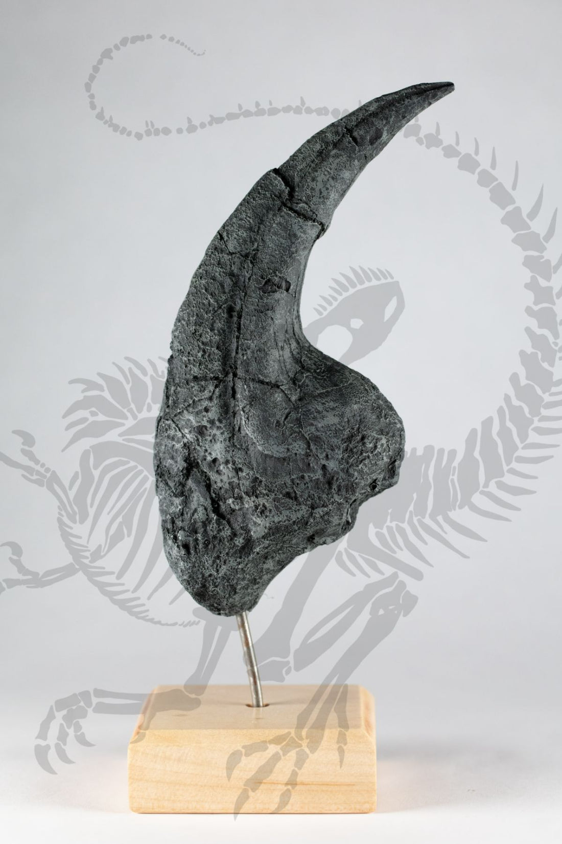 Allosaurus Hand Claw