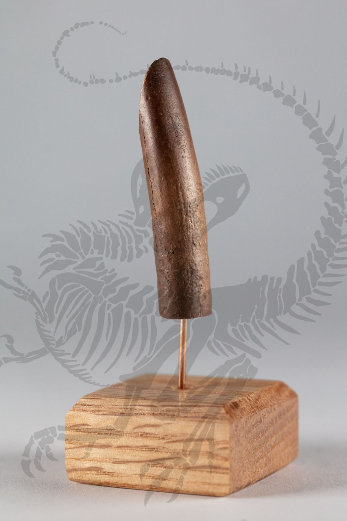 Rebbachisaurus Tooth