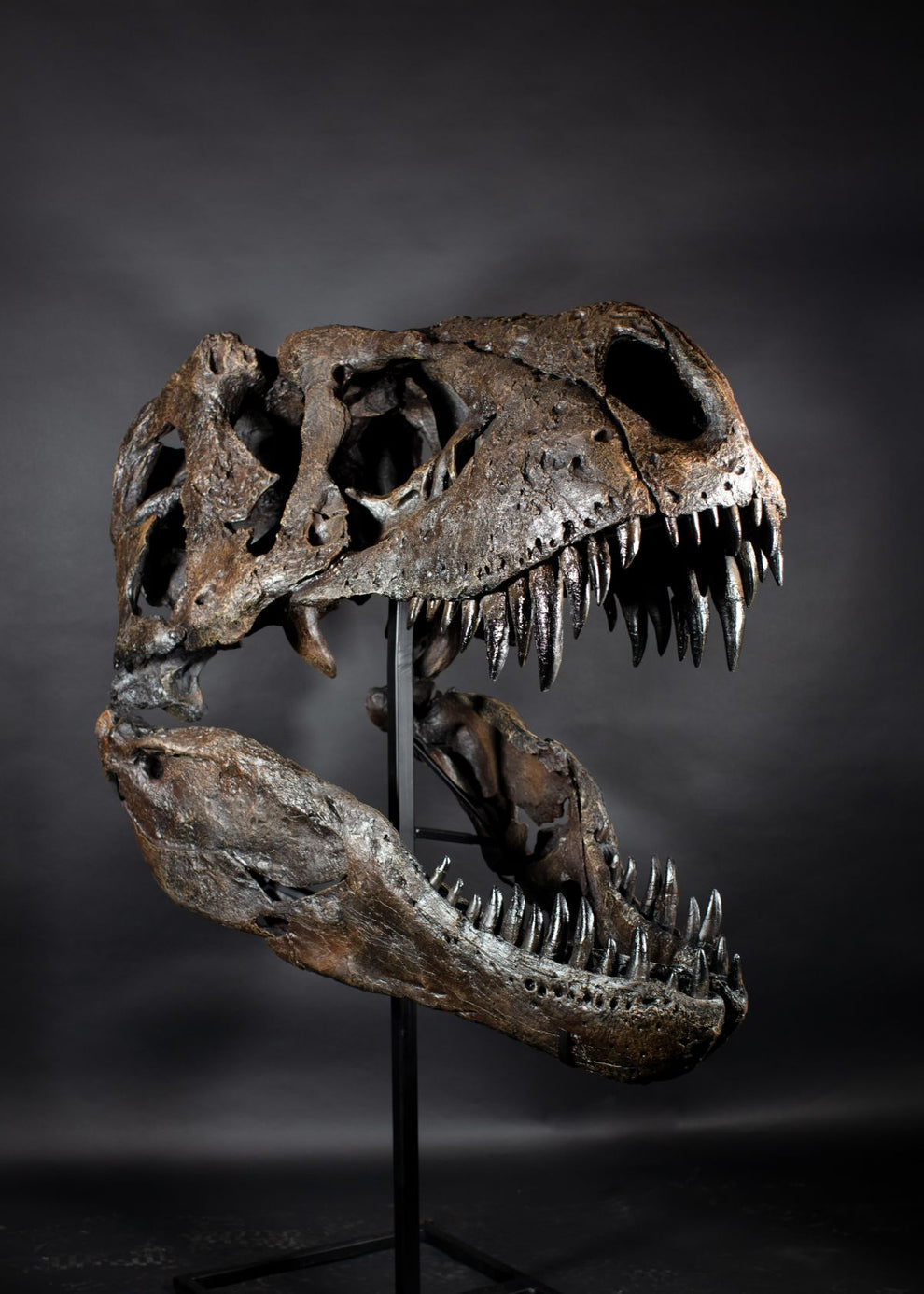 Tyrannosaurus Rex "Dynamo" Skull
