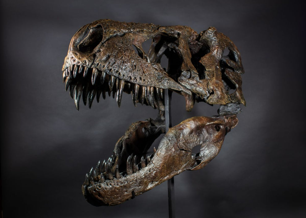 Tyrannosaurus Rex "Dynamo" Skull